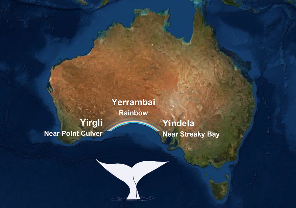 How Whales Help Humanity